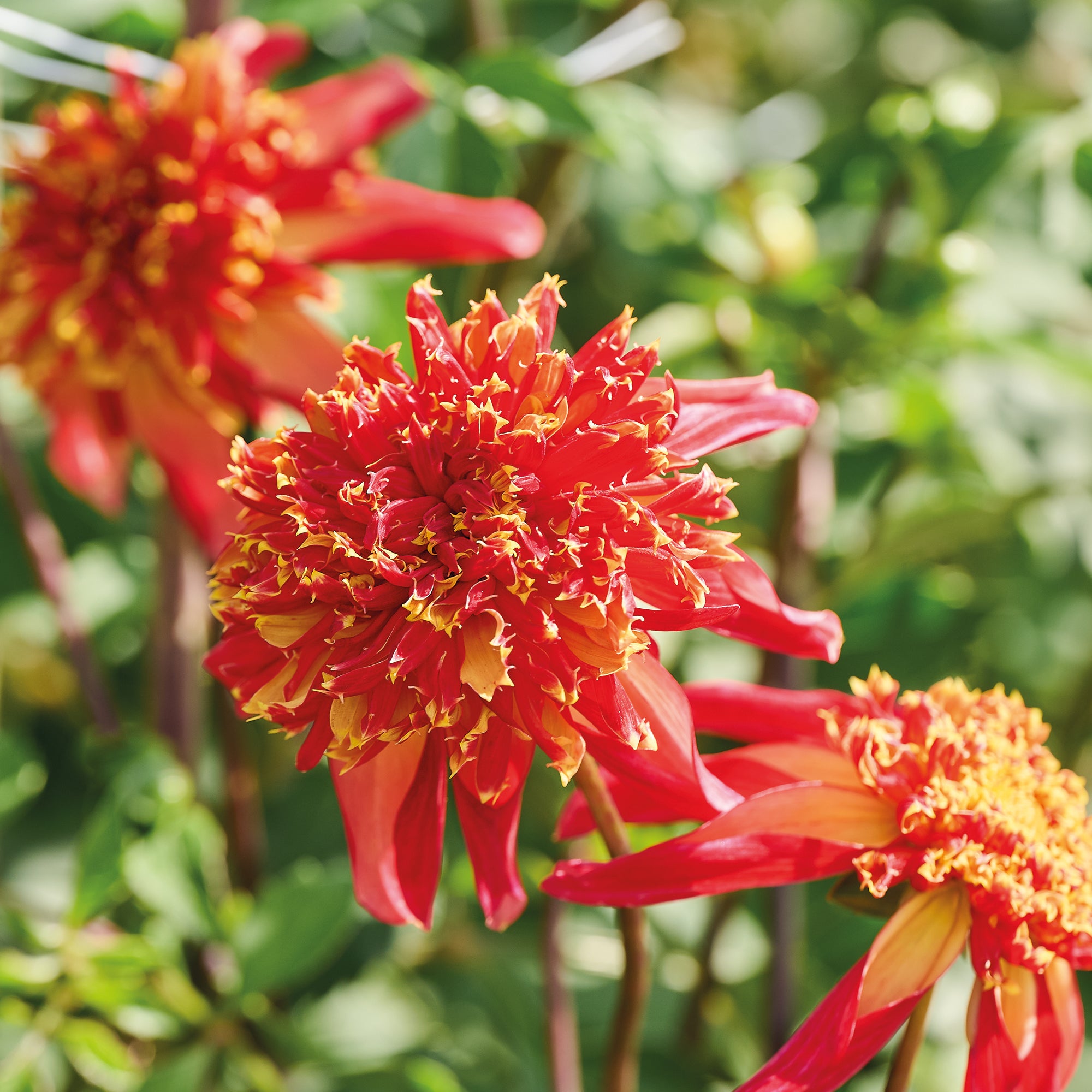 Dahlia 'Octopus Sparkle' | Mængderabat og grogaranti - Køb her