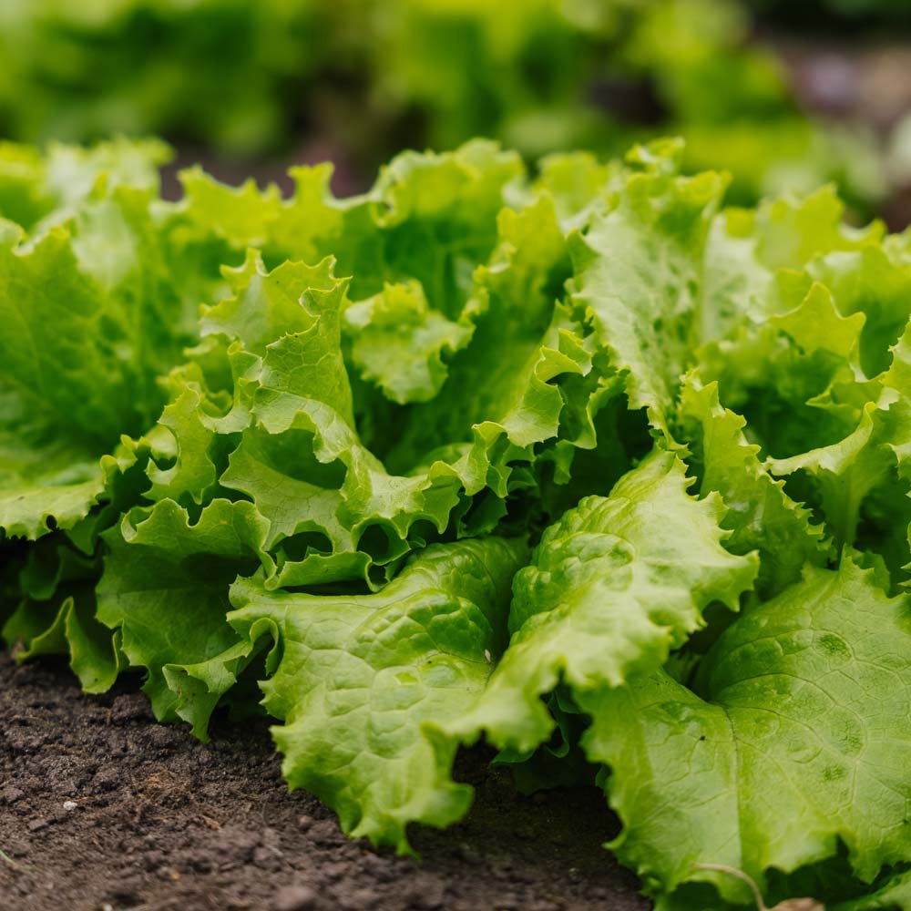 Batavia salat frø | Grøntsager | Kun 19,95 DKK