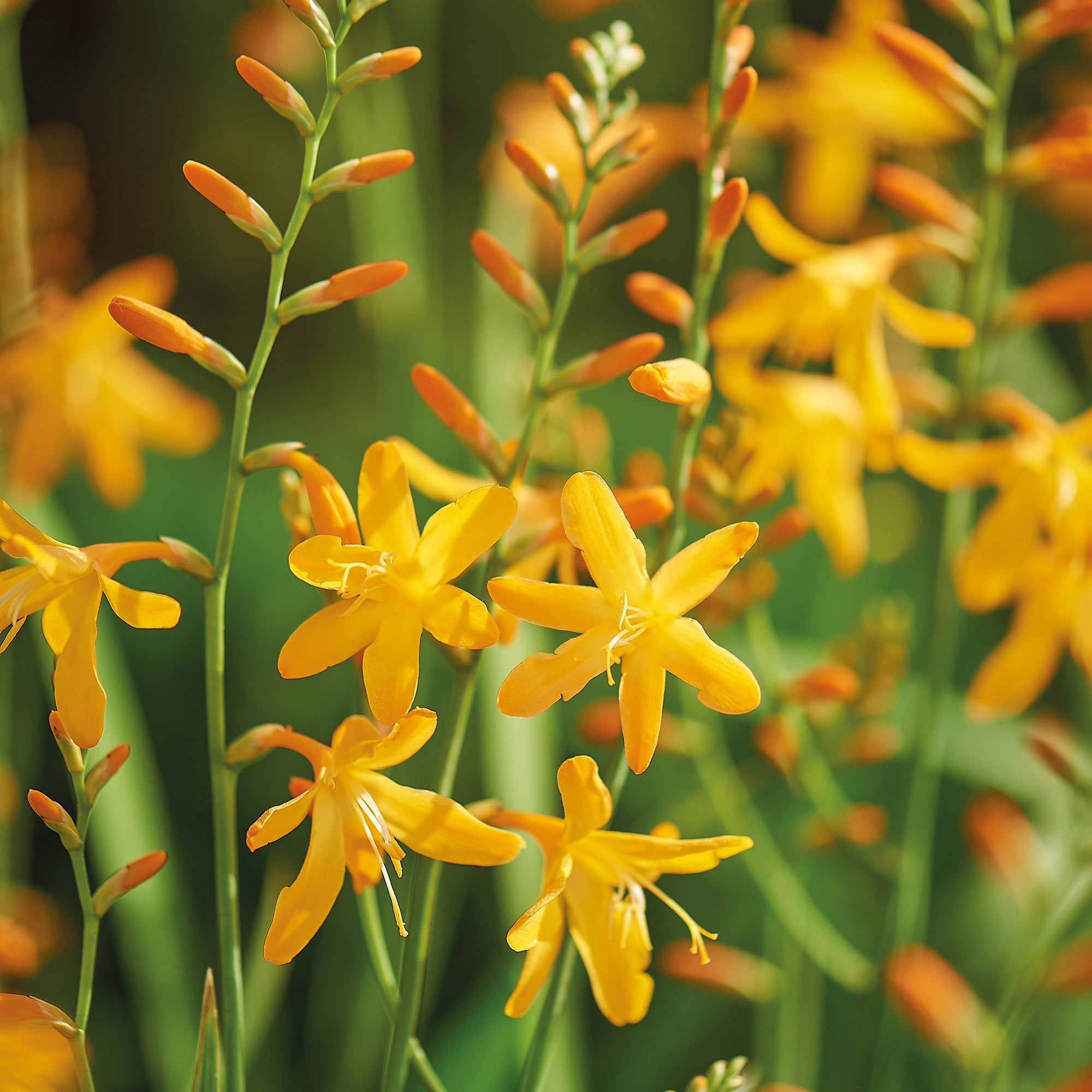 Montbretia, Crocosmia 'George Davison' | Mængderabat og grogaranti ...